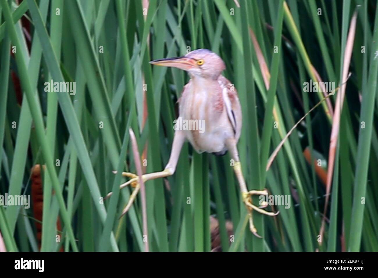 BEIJING, CHINA - JULY 4, 2020 - Yellow Bittern reed perch in a park ...
