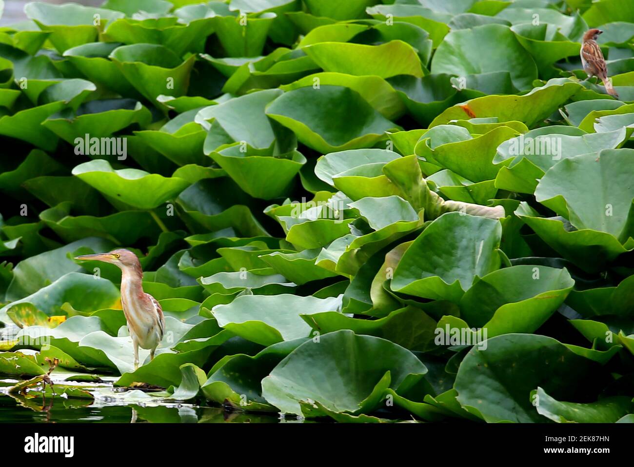 BEIJING, CHINA - JULY 4, 2020 - Yellow Bittern reed perch in a park ...