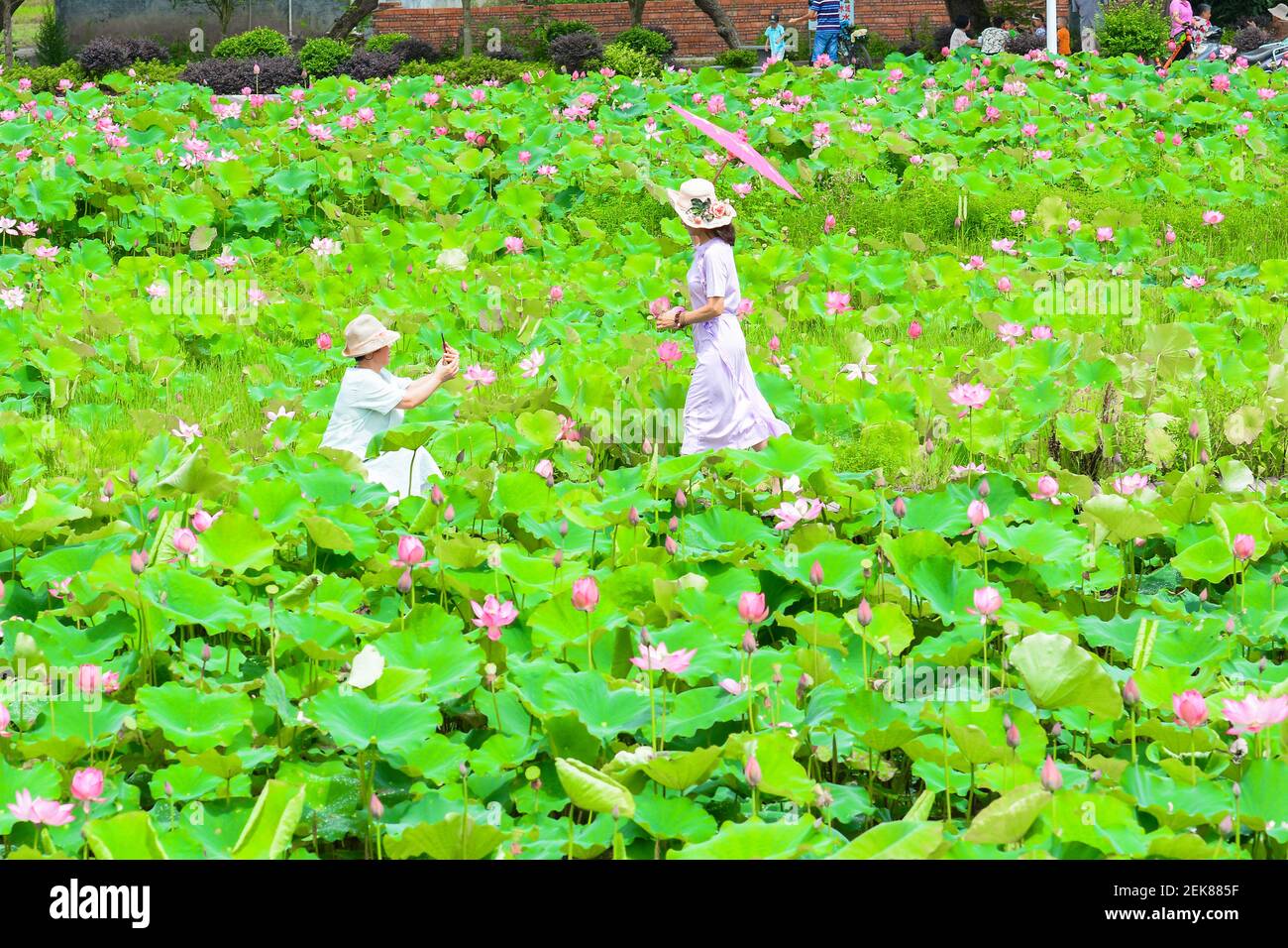 Over 100 acres lotus are in blossom in the pond and thus attract ...