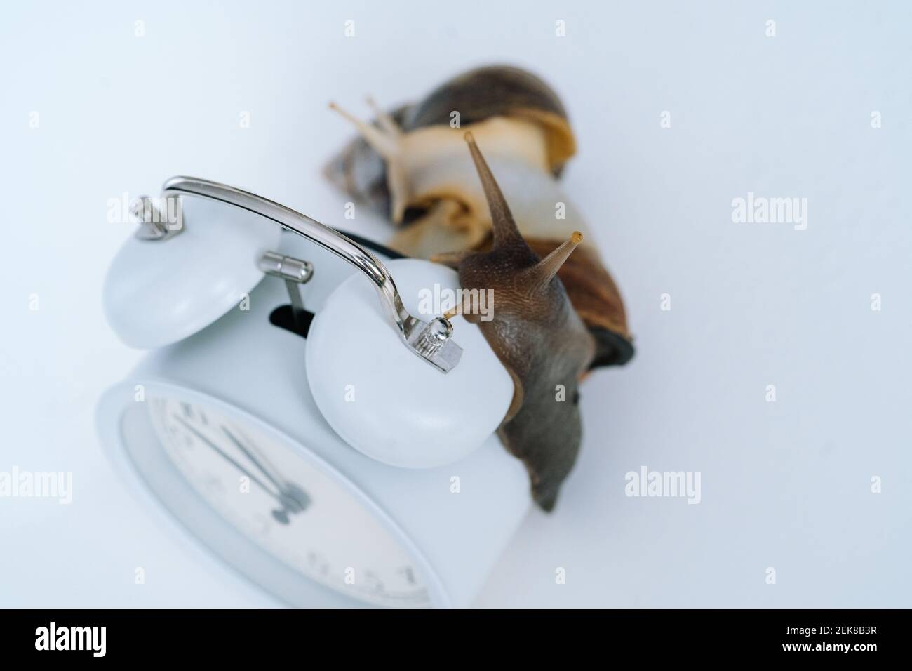 White achatina snail with dark shell crawling near white alarm clock on ...