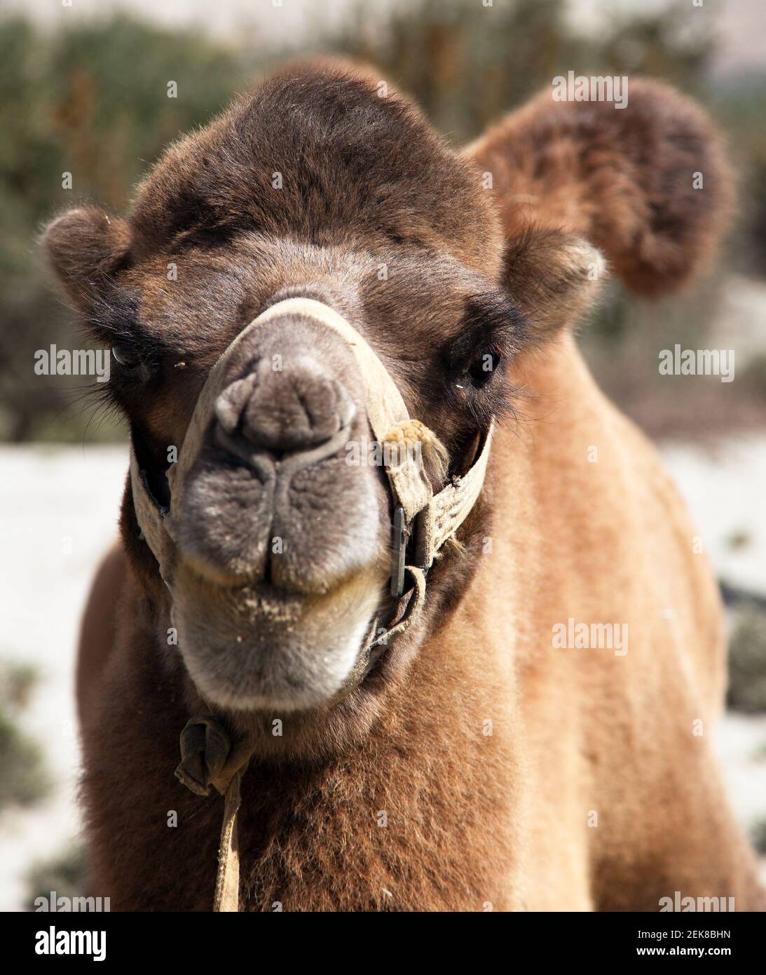 Portrait of Camel head Stock Photo - Alamy
