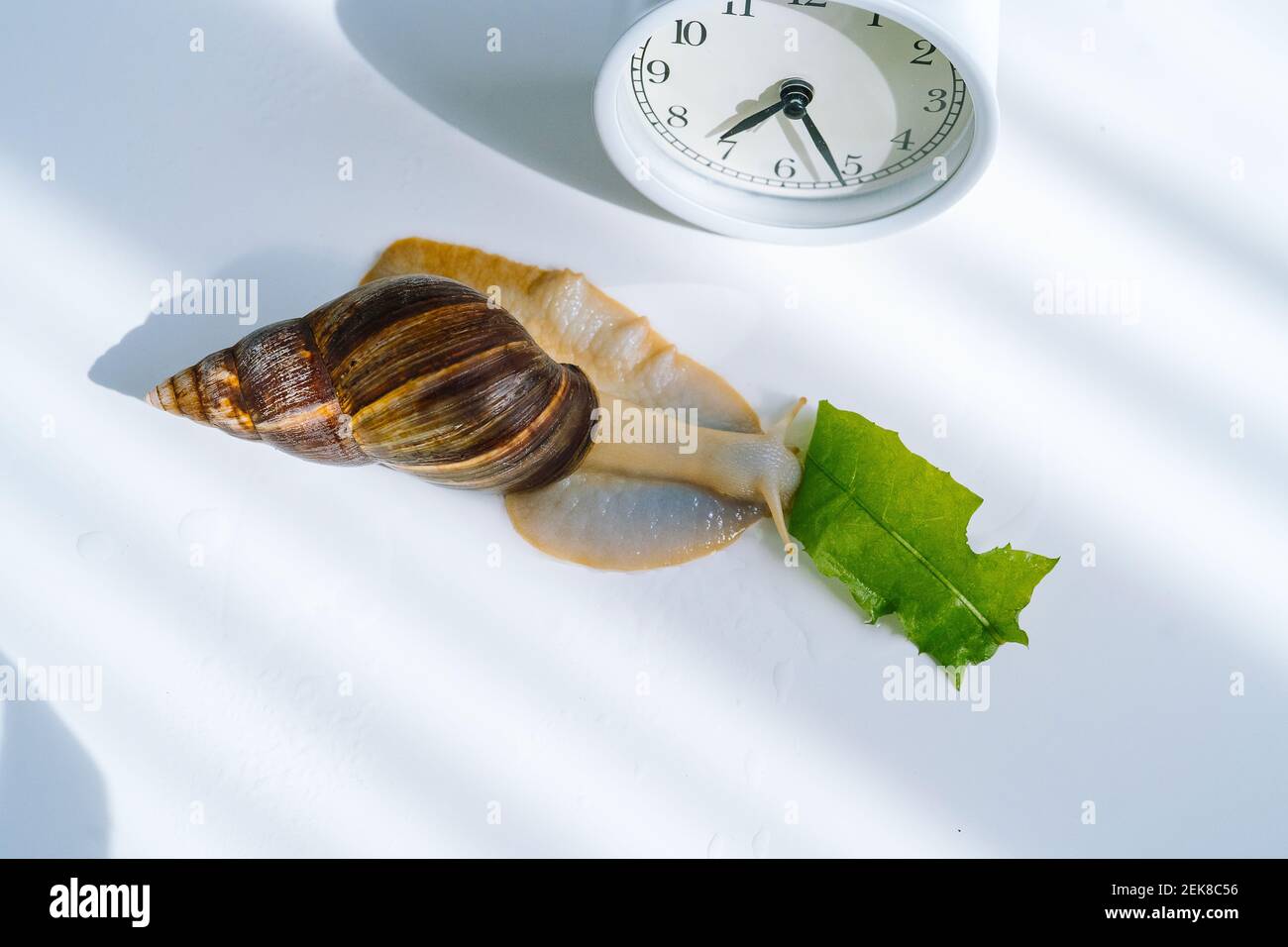 White achatina snail with dark shell crawling near white alarm clock on ...