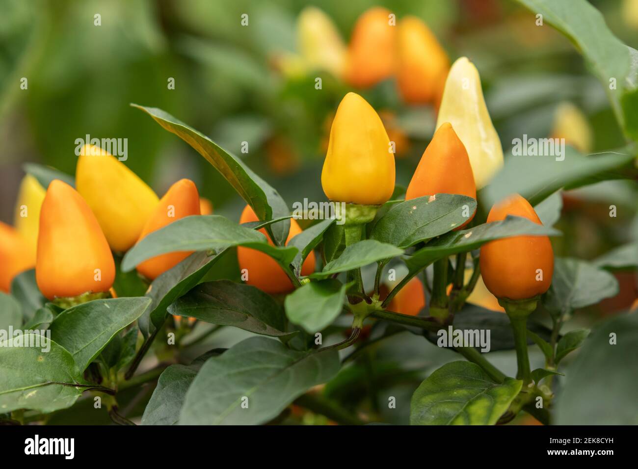 Capsicum annuum chinese five colors Stock Photo - Alamy