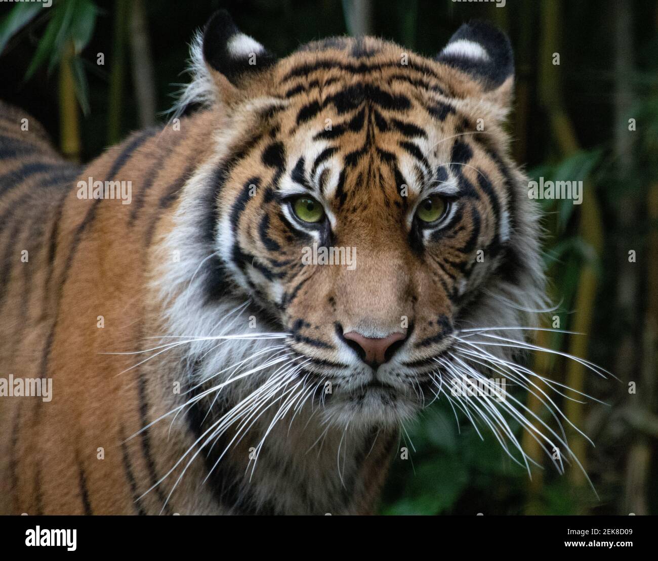 Closeup tiger hi-res stock photography and images - Alamy