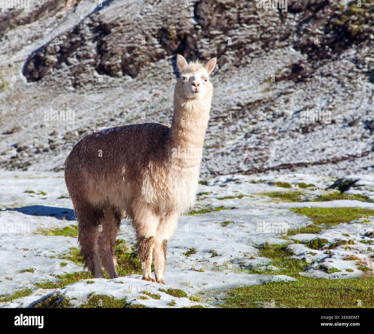 llama or lama on pastureland, Andes mountains, Peru Stock Photo - Alamy
