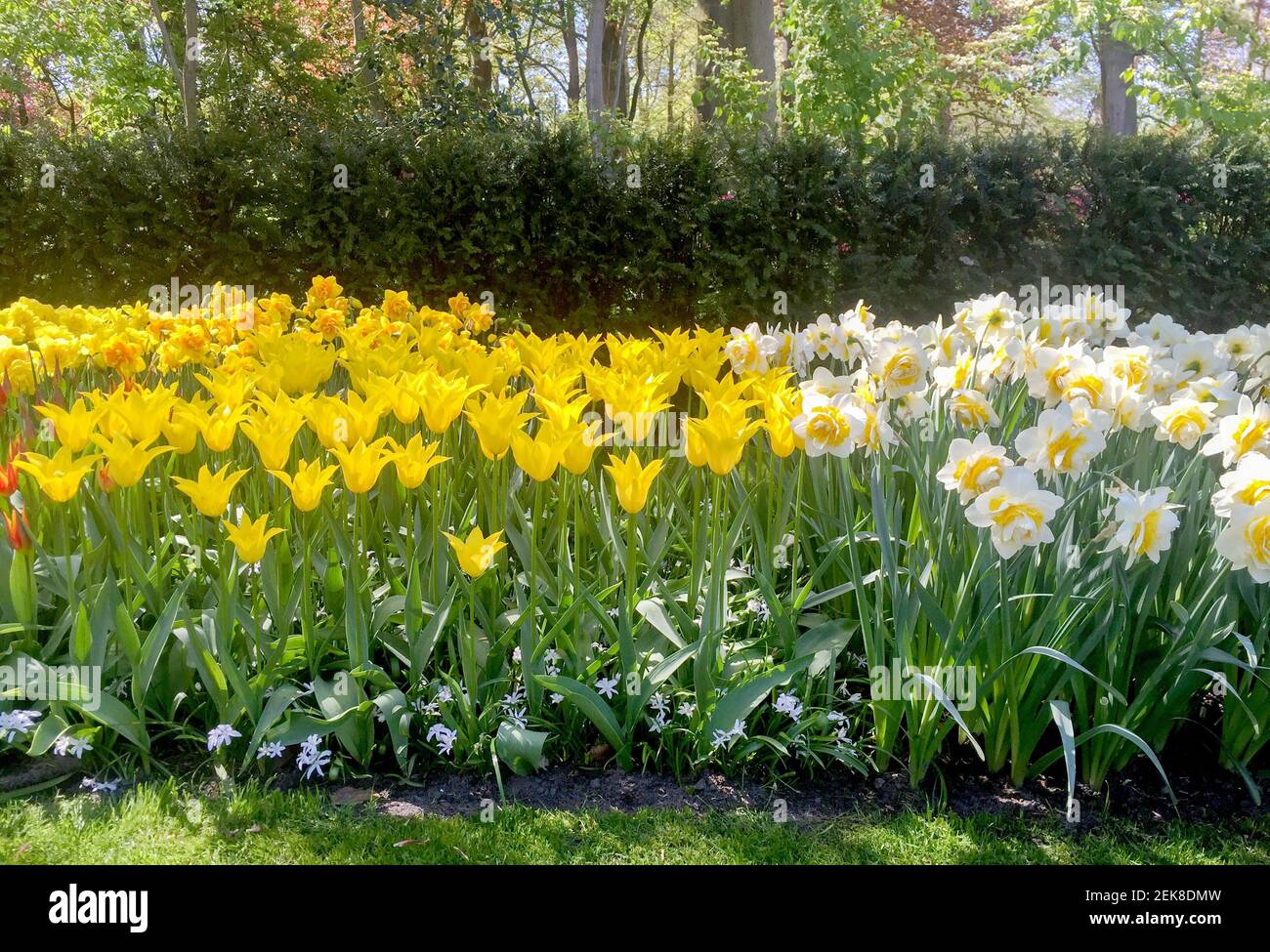 Closeup on beautiful flowers in Keukenhof park in spring Stock Photo ...