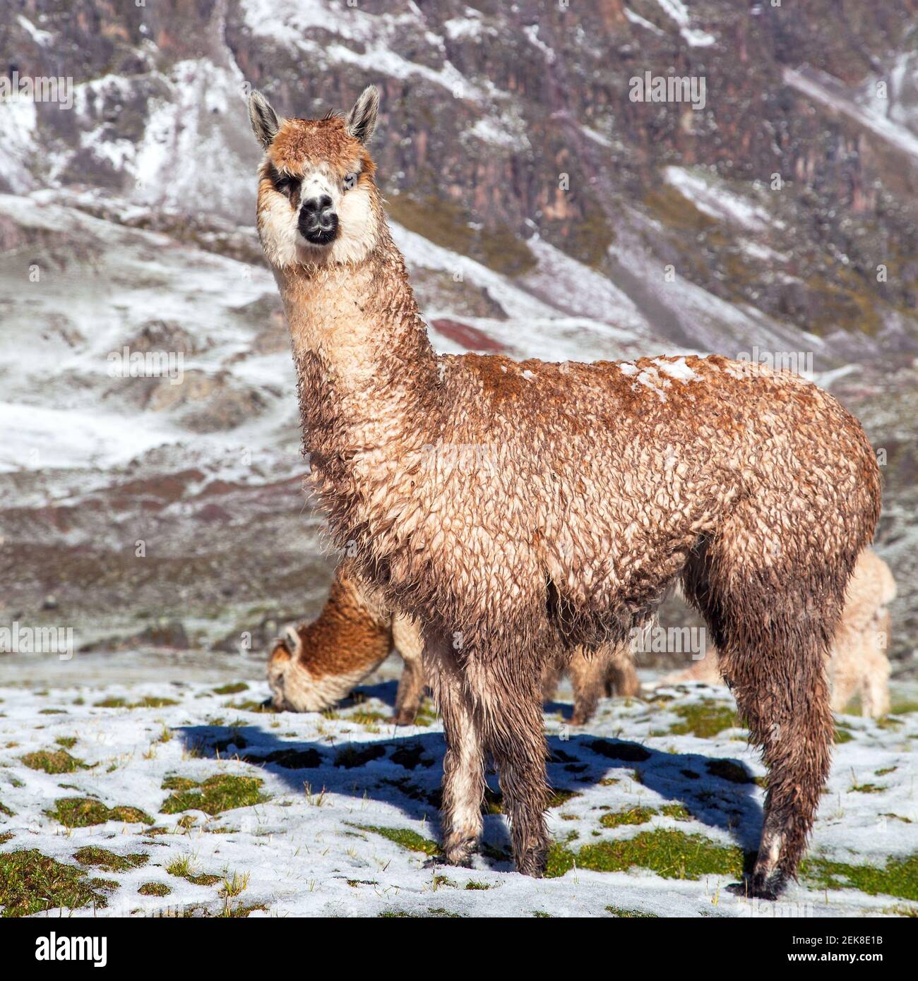 Llama peru andes hi-res stock photography and images - Alamy