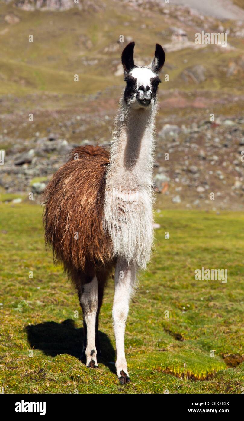 llama or lama on pastureland, Andes mountains, Peru Stock Photo - Alamy