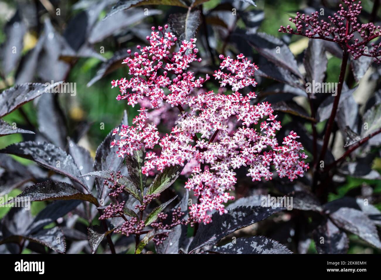 Black elder tree with flowers Stock Photo - Alamy