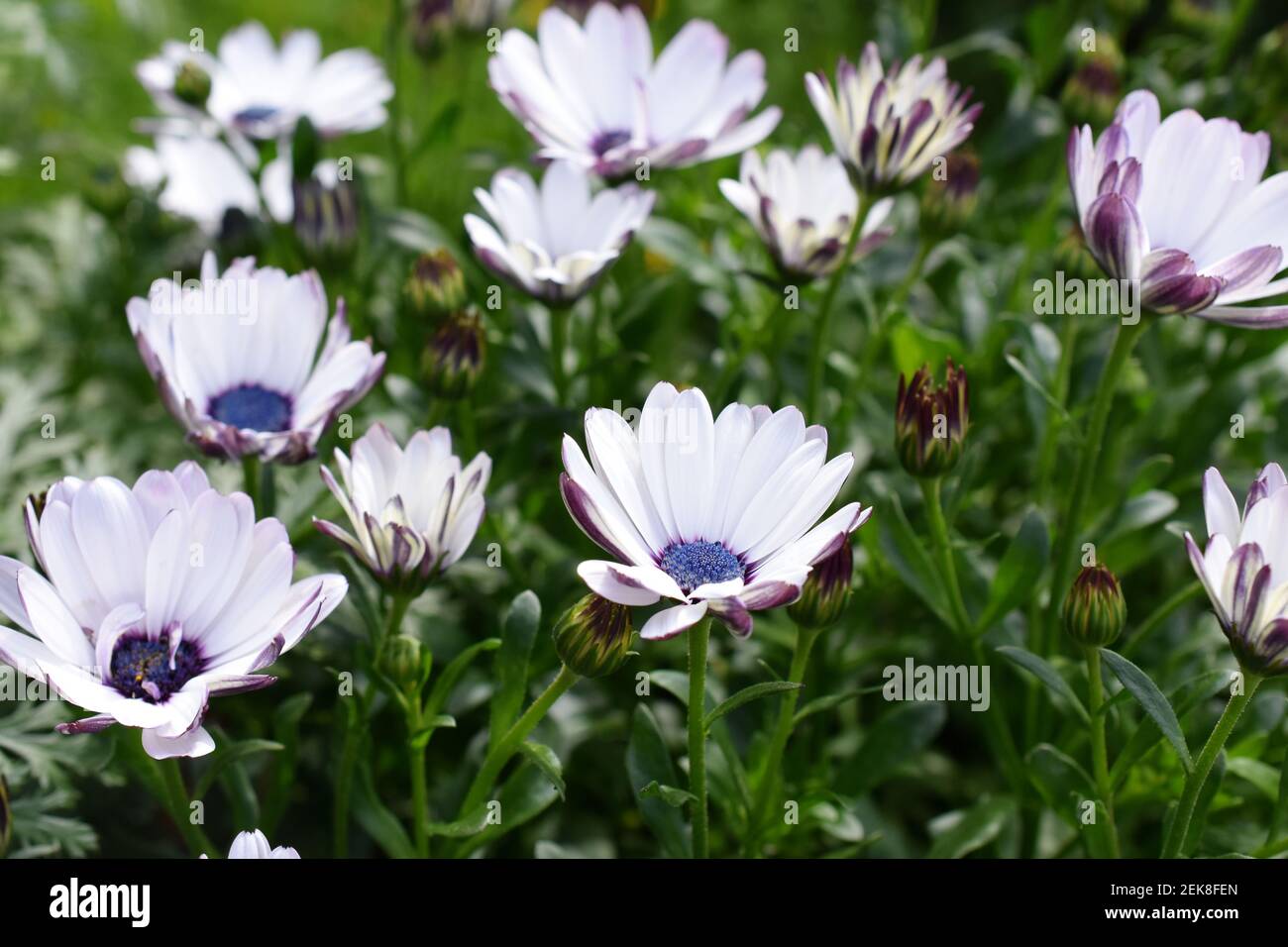 Spanish marguerite dasies flowering in a garden Stock Photo - Alamy