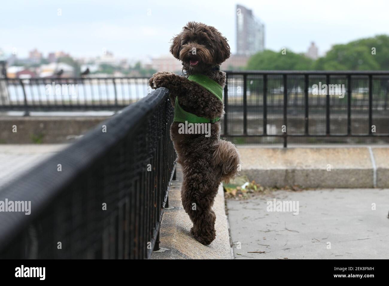 A dog stands at the fencing around a dog run at Carl Schurz Park, in ...