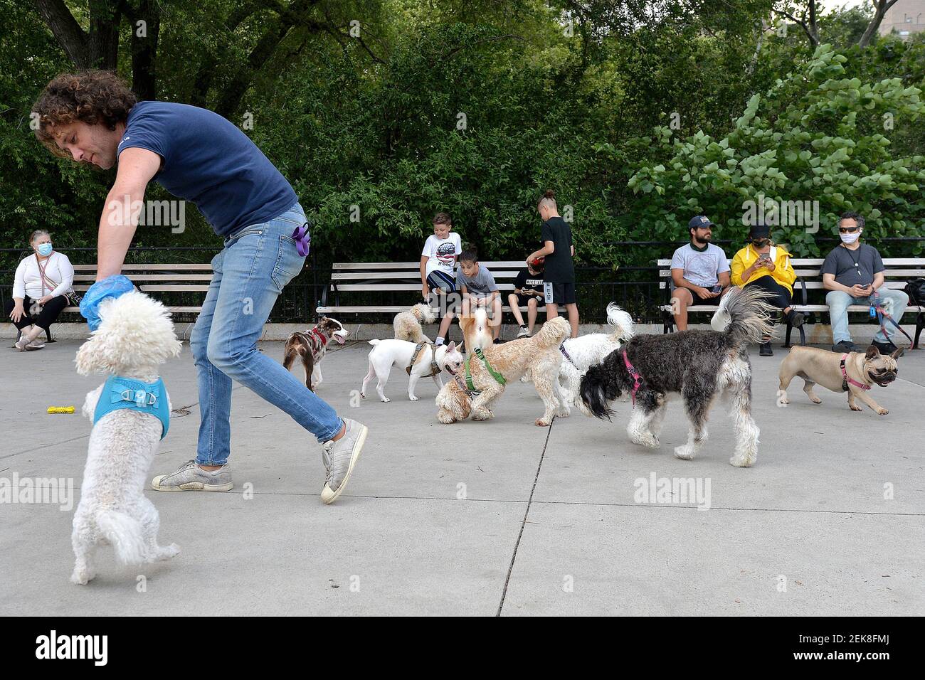 Dogs play together as their owners watch on inside a dog run at Carl ...