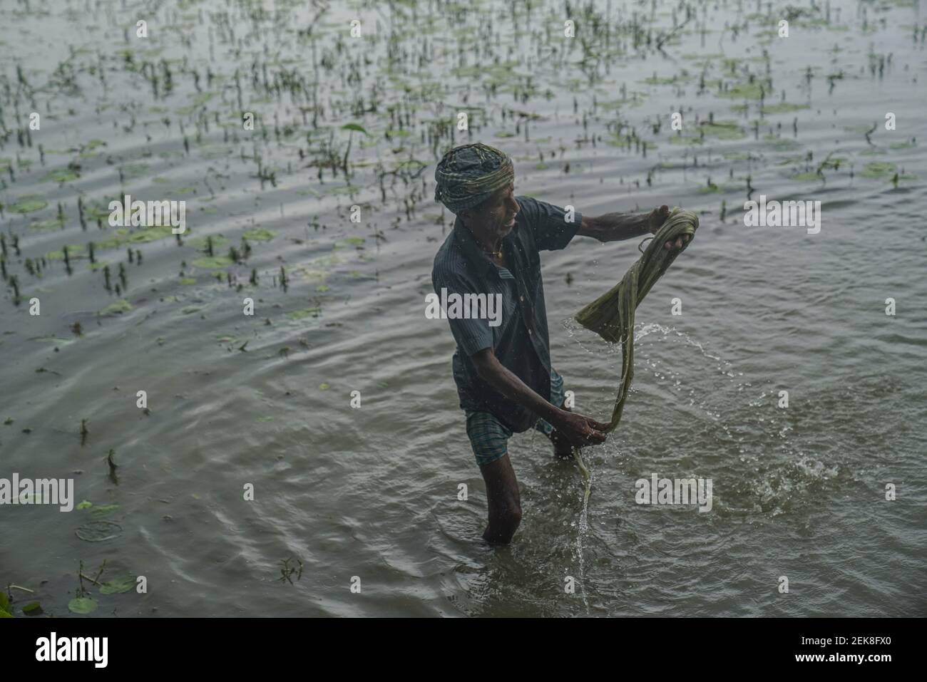 Bangladeshi farmers seen washing Jute in water in Dhamrai outskirts of Dhaka on July 06, 2020 ...