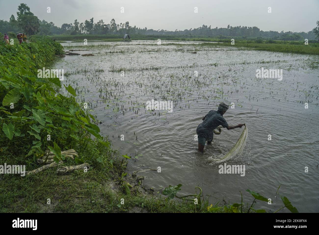 Bangladeshi farmers seen washing Jute in water in Dhamrai outskirts of Dhaka on July 06, 2020 ...