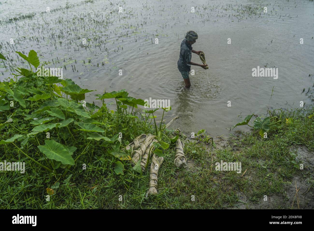Bangladeshi farmers seen washing Jute in water in Dhamrai outskirts of Dhaka on July 06, 2020 ...