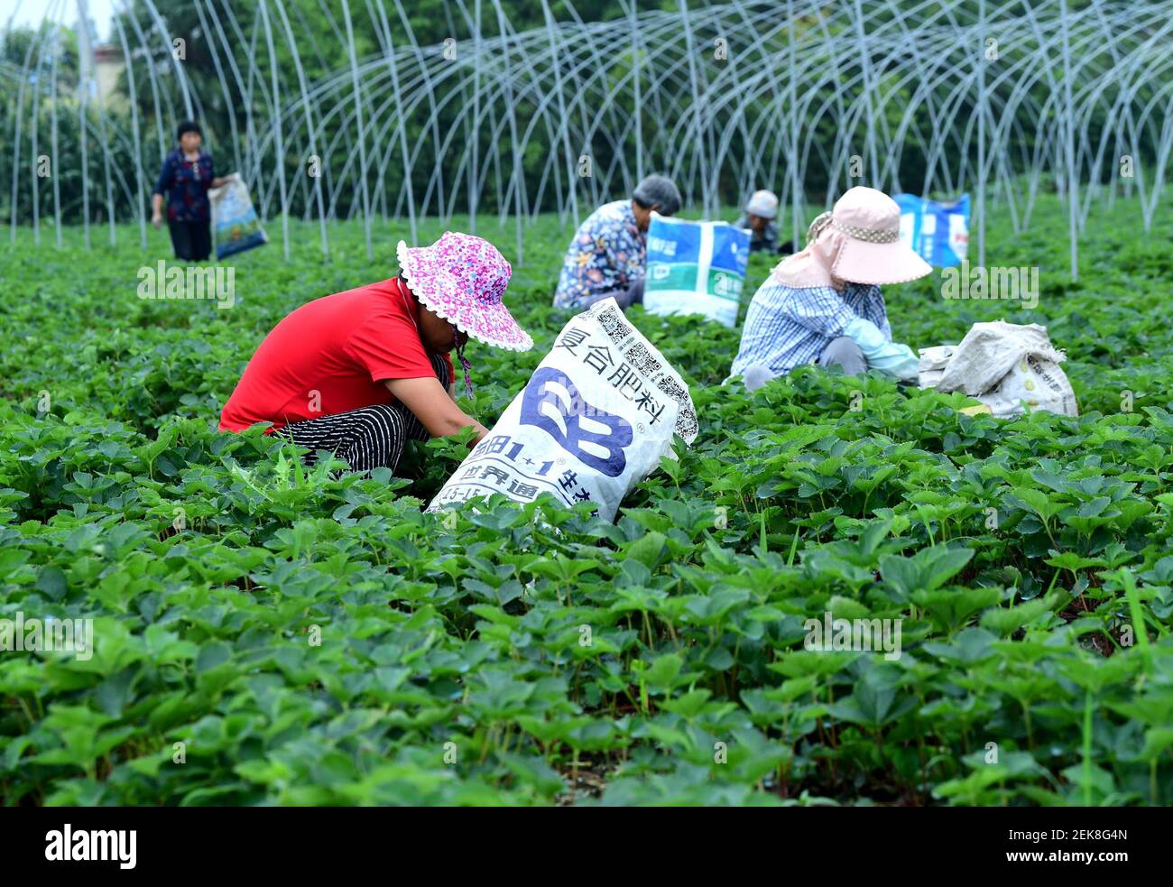 People fertilize strawberry seeds in a strawberry growing base in ...