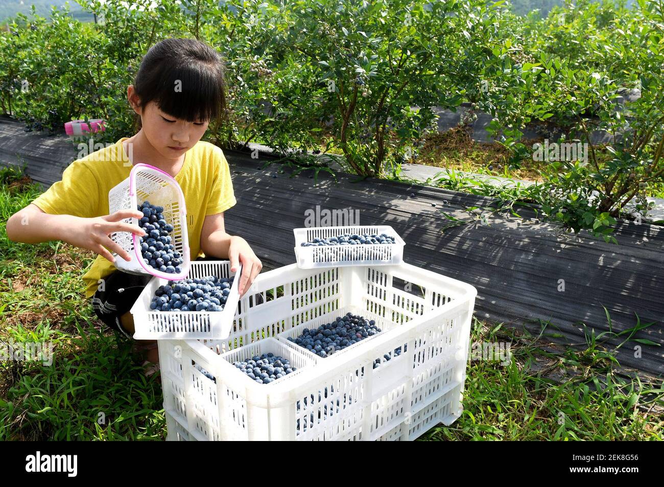 Farmes pick blueberries at a blueberry growing base in Yuncheng city ...