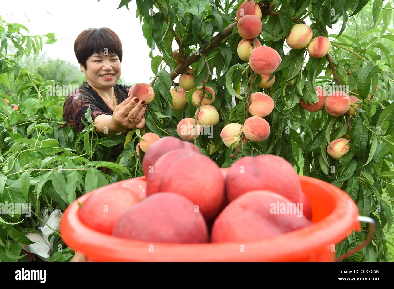 Farmers pick peaches at a peach growing base in Donghai couny, east ...