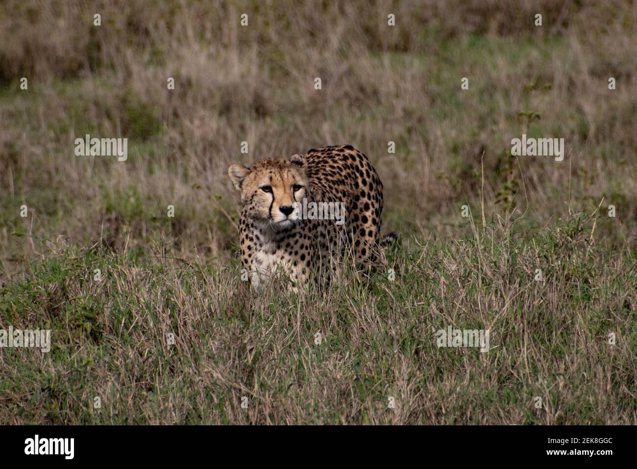 Hunting cheetah hi-res stock photography and images - Alamy