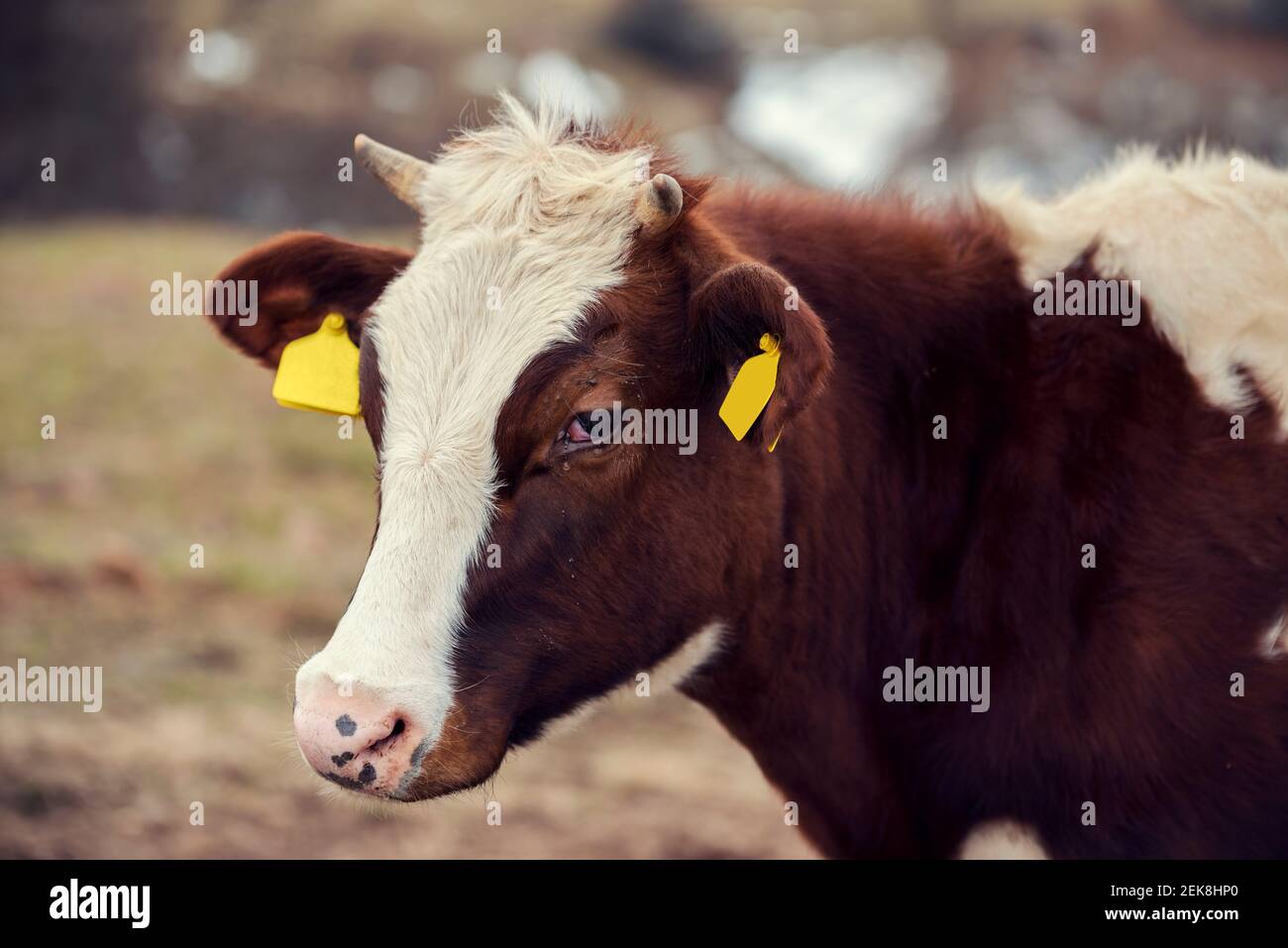 The crying cow hi-res stock photography and images - Alamy