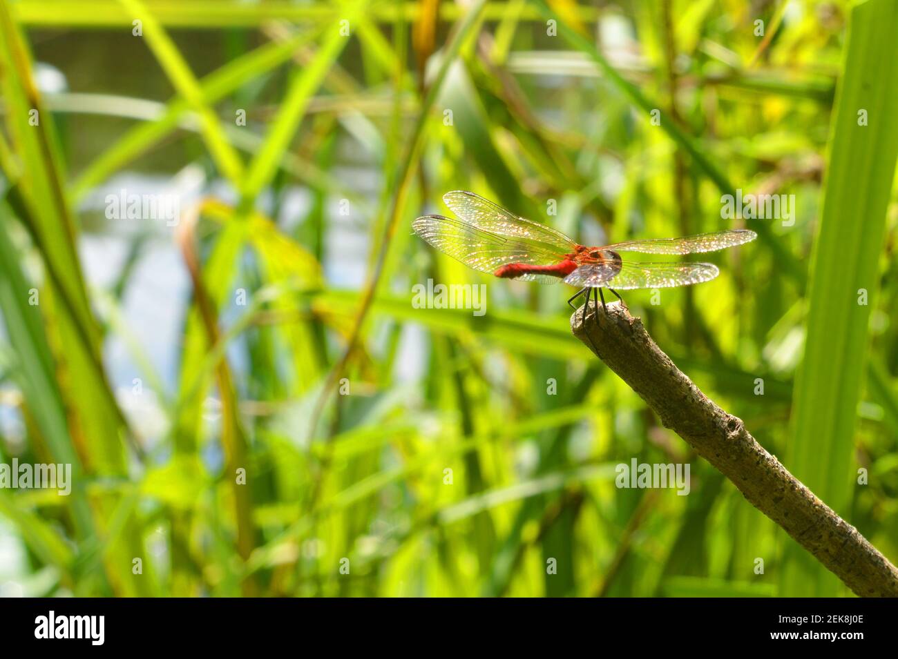 Dragonflies in beak hi-res stock photography and images - Alamy