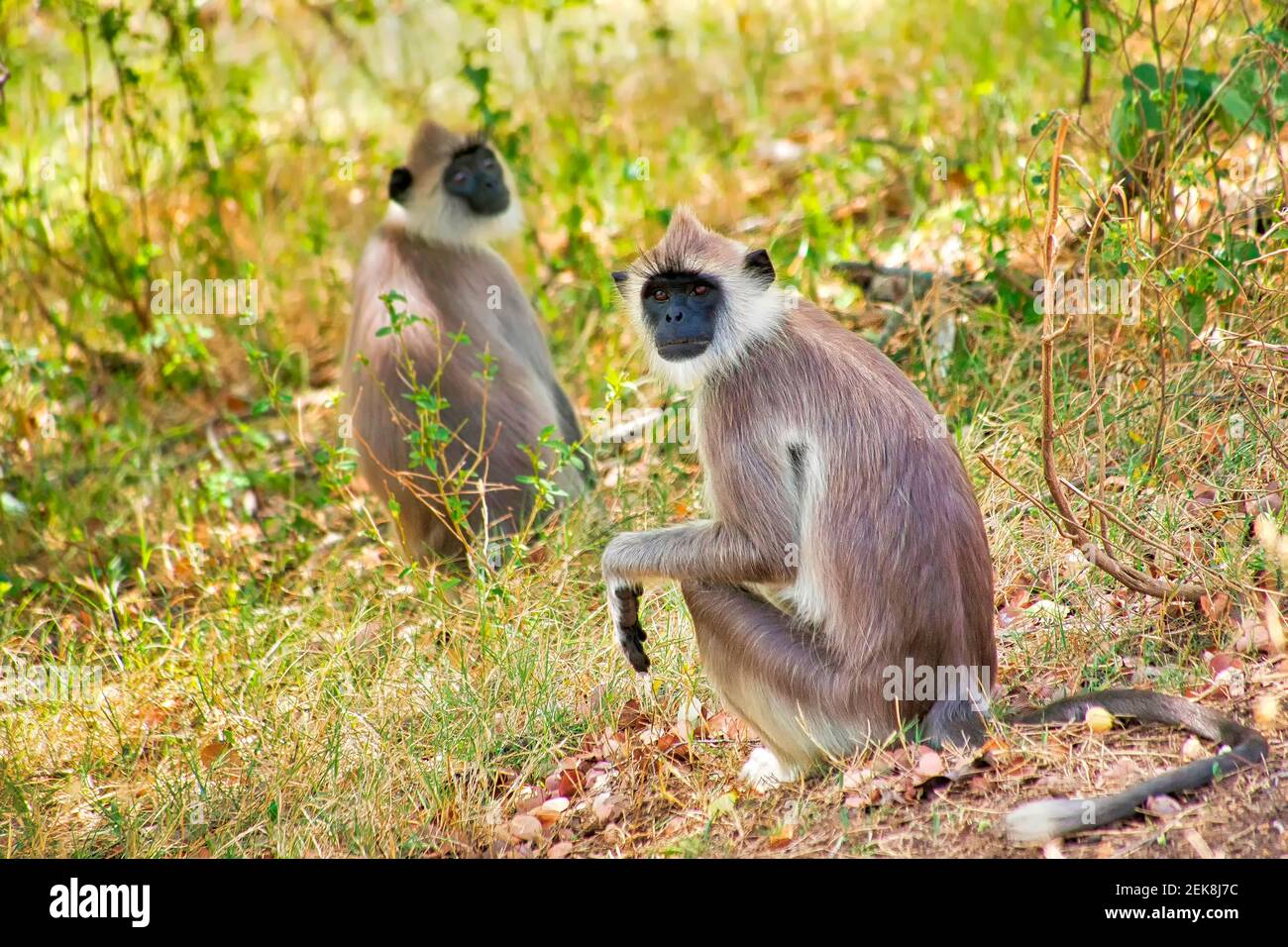 Gray Langur, Hanuman Langur, Semnopithecus entellus, Kaudulla National ...
