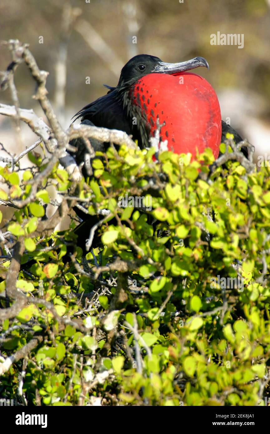 Magnificens Frigatebird, Fragata magnificens, Galapagos National Park ...