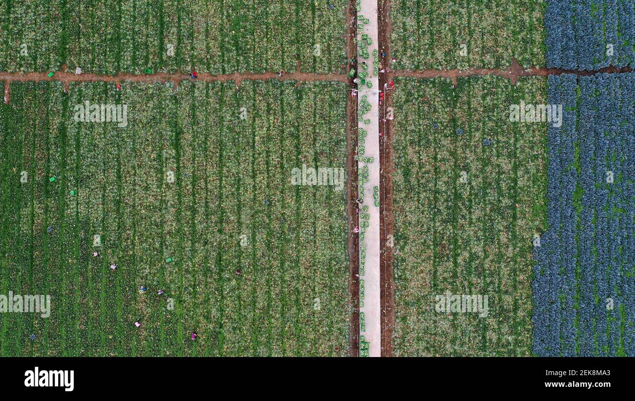 ANLONG, CHINA - JULY 9, 2020 - Farmers harvest cabbage at a vegetable ...