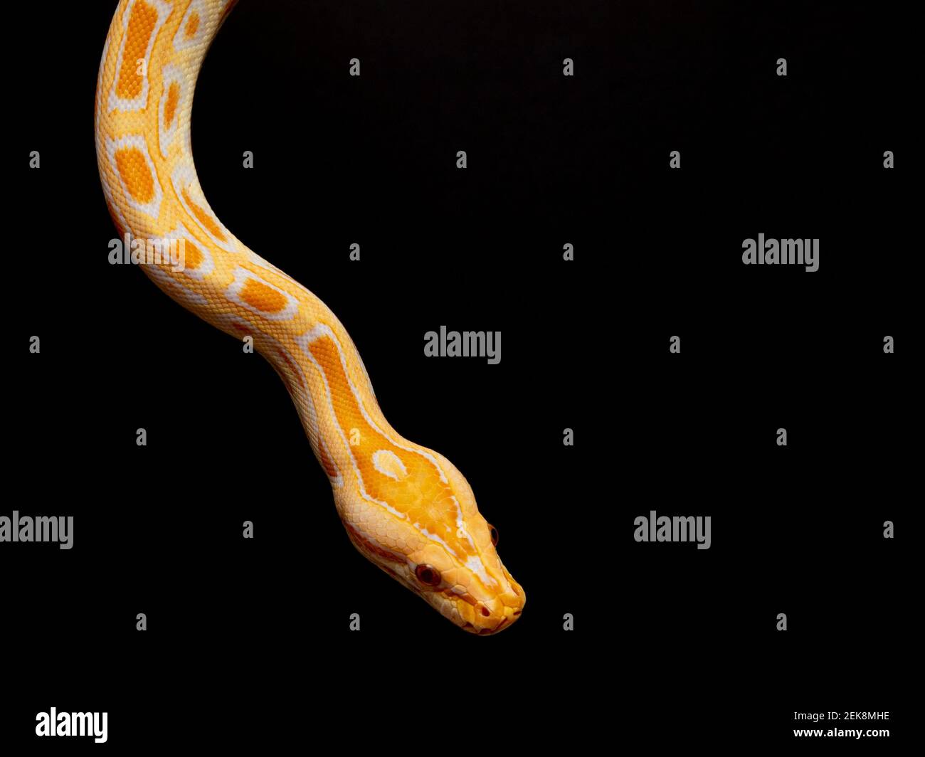 Largest snake native to asia hi-res stock photography and images - Alamy