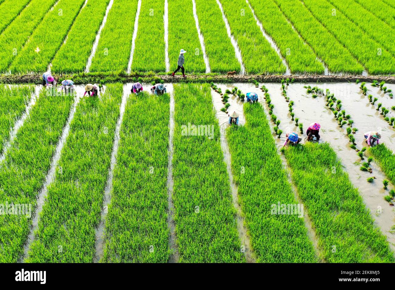 Farmers plant rice seeds at a field in Huzhou city, east China's ...