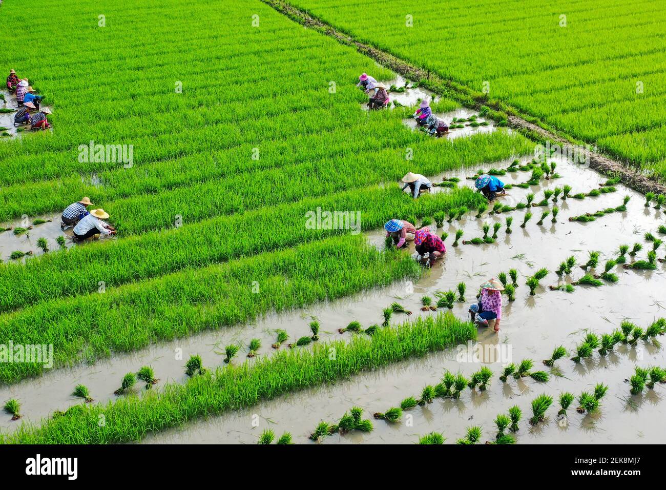 Farmers plant rice seeds at a field in Huzhou city, east China's ...
