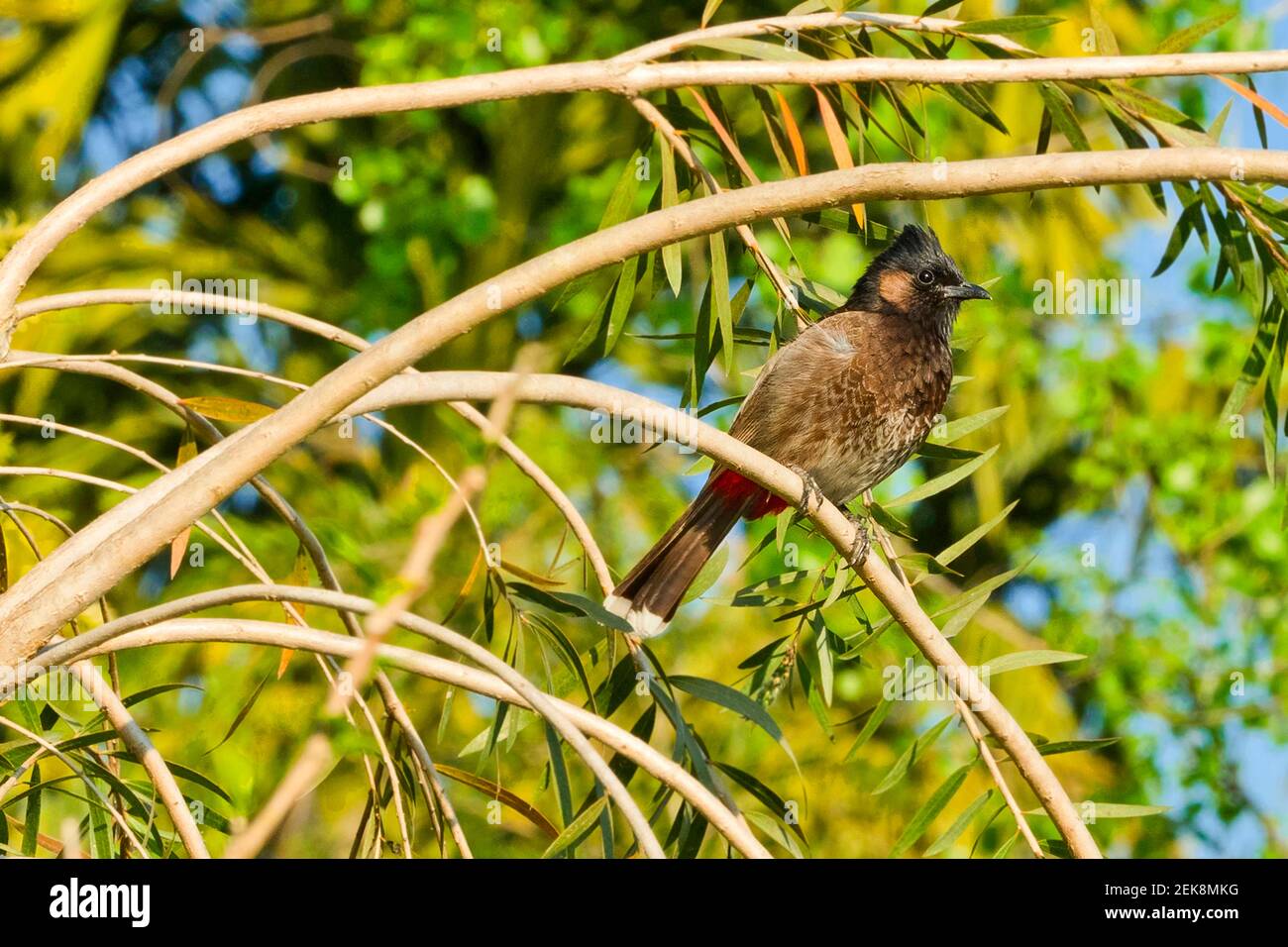 Red-vented bulbul, Pycnonotus cafer, Royal Bardia National Park ...