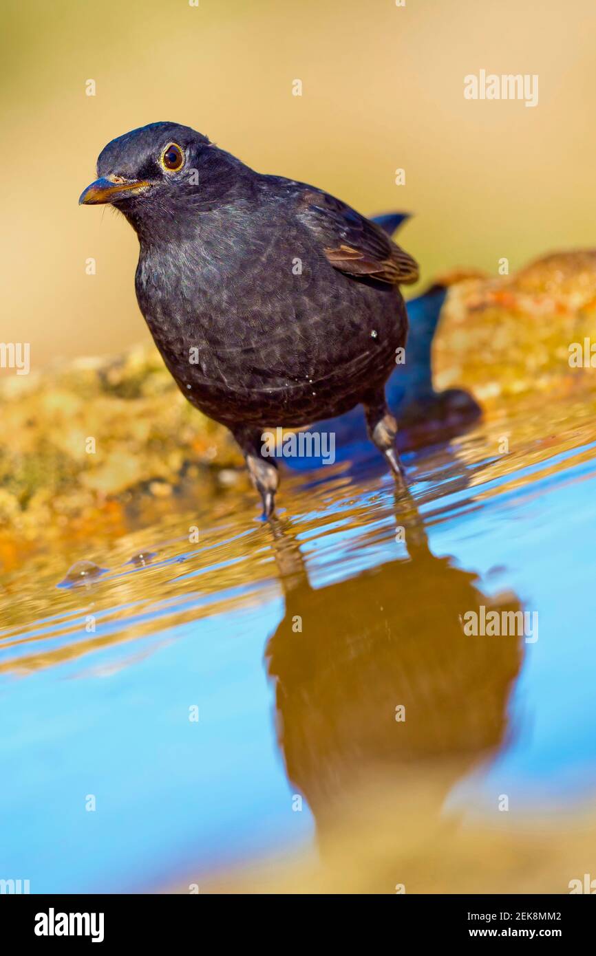 Blackbird, Turdus merula, Forest Pond, Mediterranean Forest, Castile ...