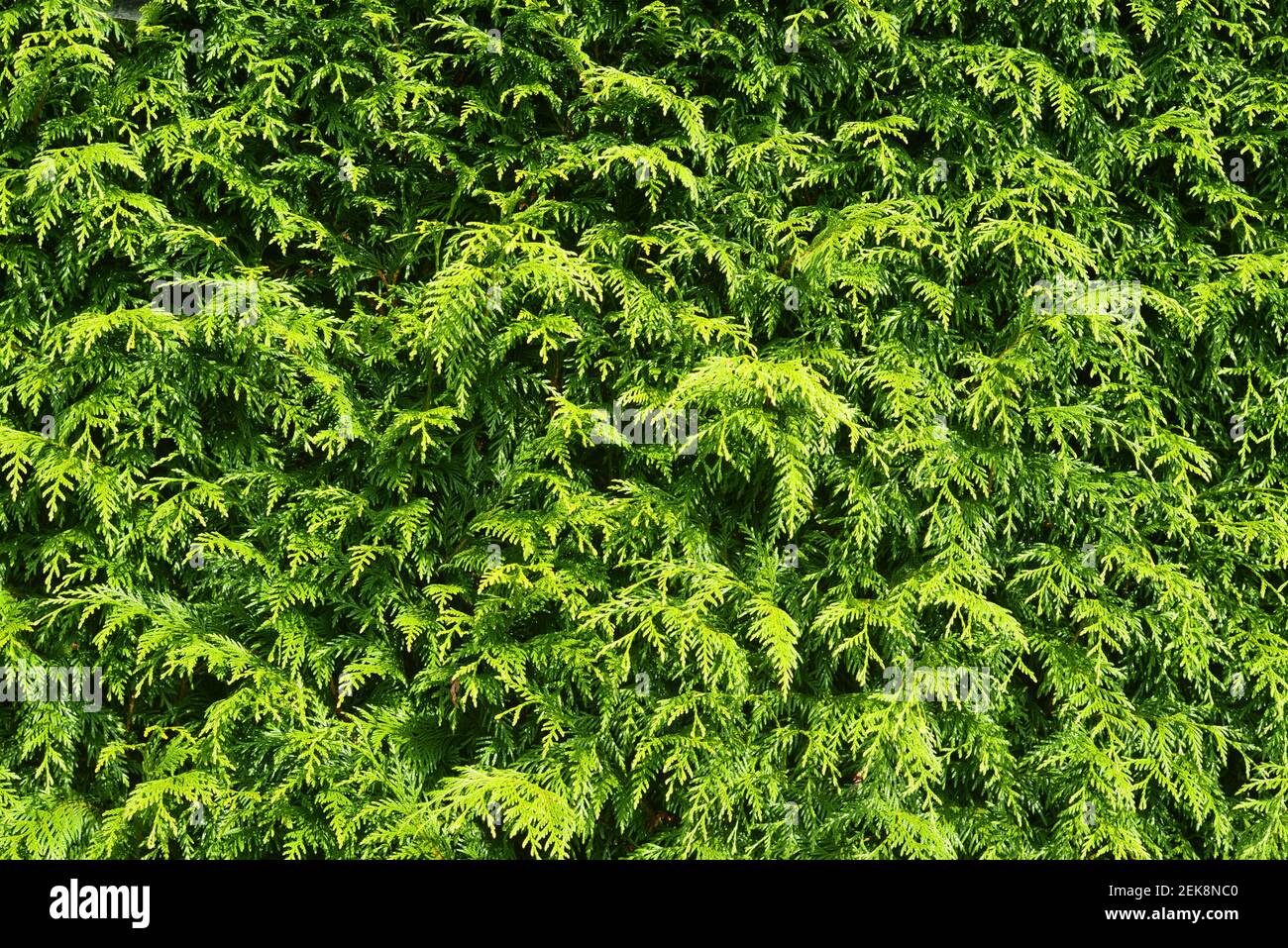 Evergreen natural hedge texture background Stock Photo - Alamy