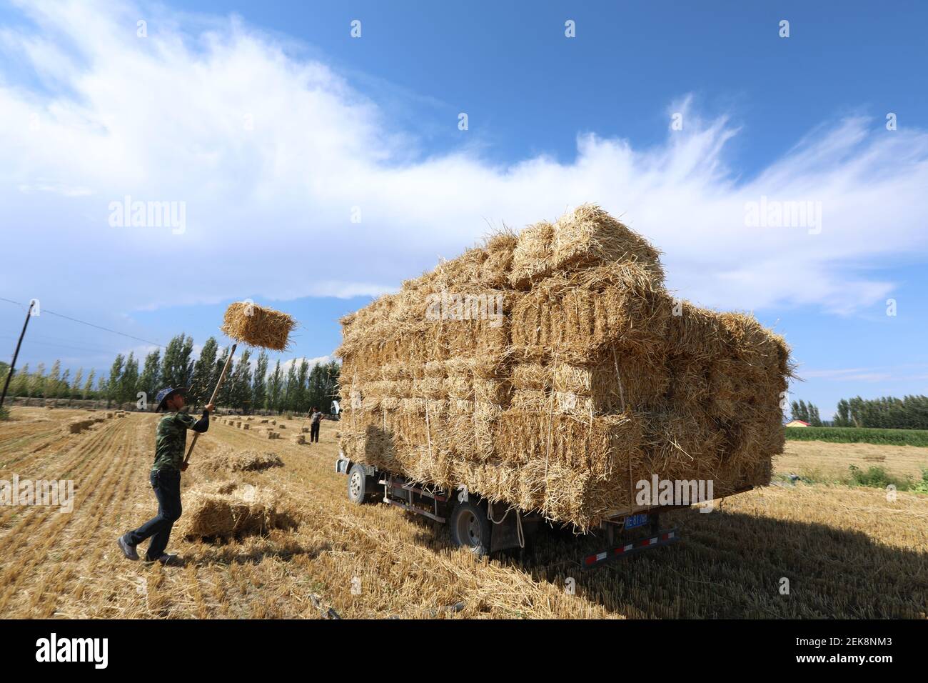 A farmer uploads hay to a truck during competition at a field in ...