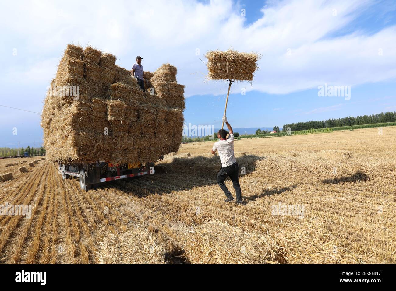 A farmer uploads hay to a truck during competition at a field in ...