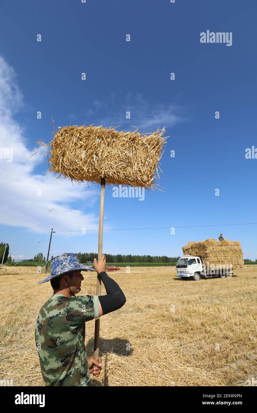 A farmer uploads hay to a truck during competition at a field in ...