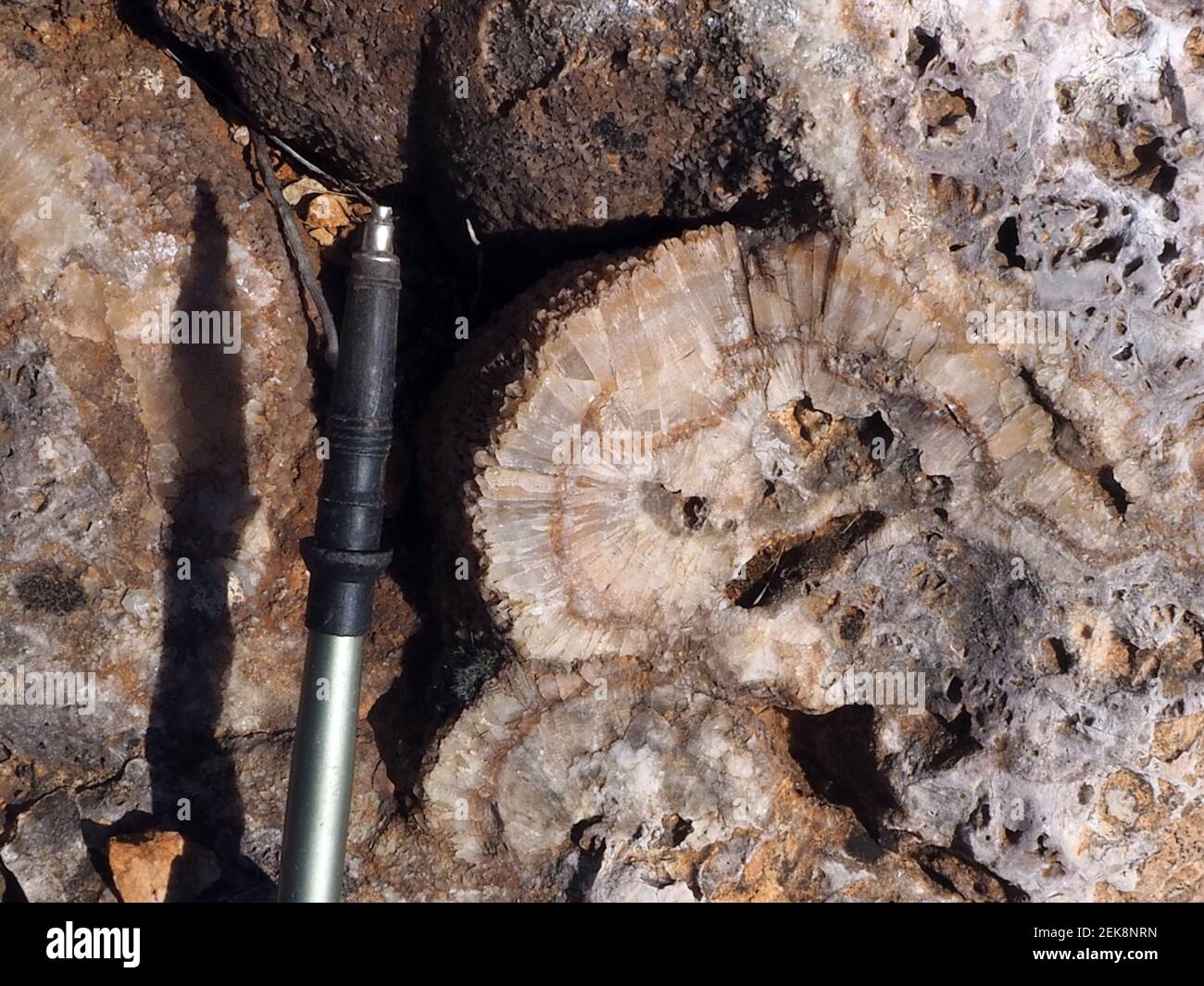 Detail of calcite nodules embedded in a limestone rock, Mt Hymettus ...