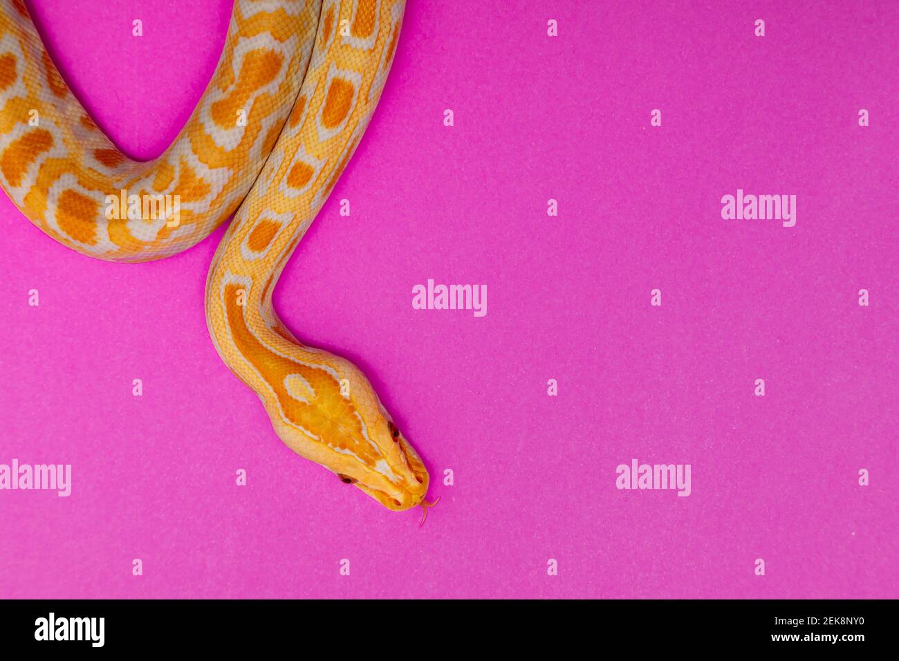 Python molurus bivitattus is one of the largest species of snakes. It ...