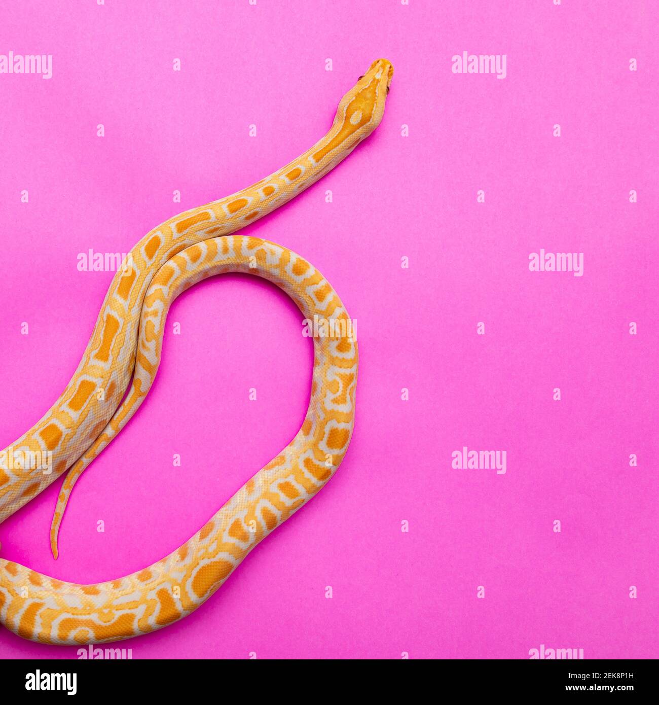 Python molurus bivitattus is one of the largest species of snakes. It ...