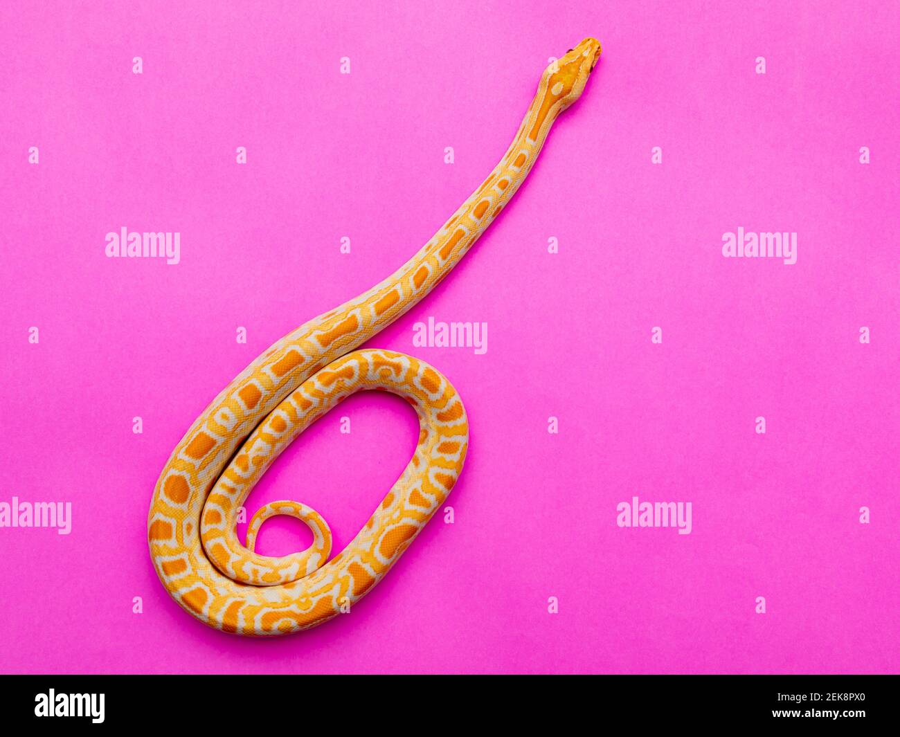 Python molurus bivitattus is one of the largest species of snakes. It ...