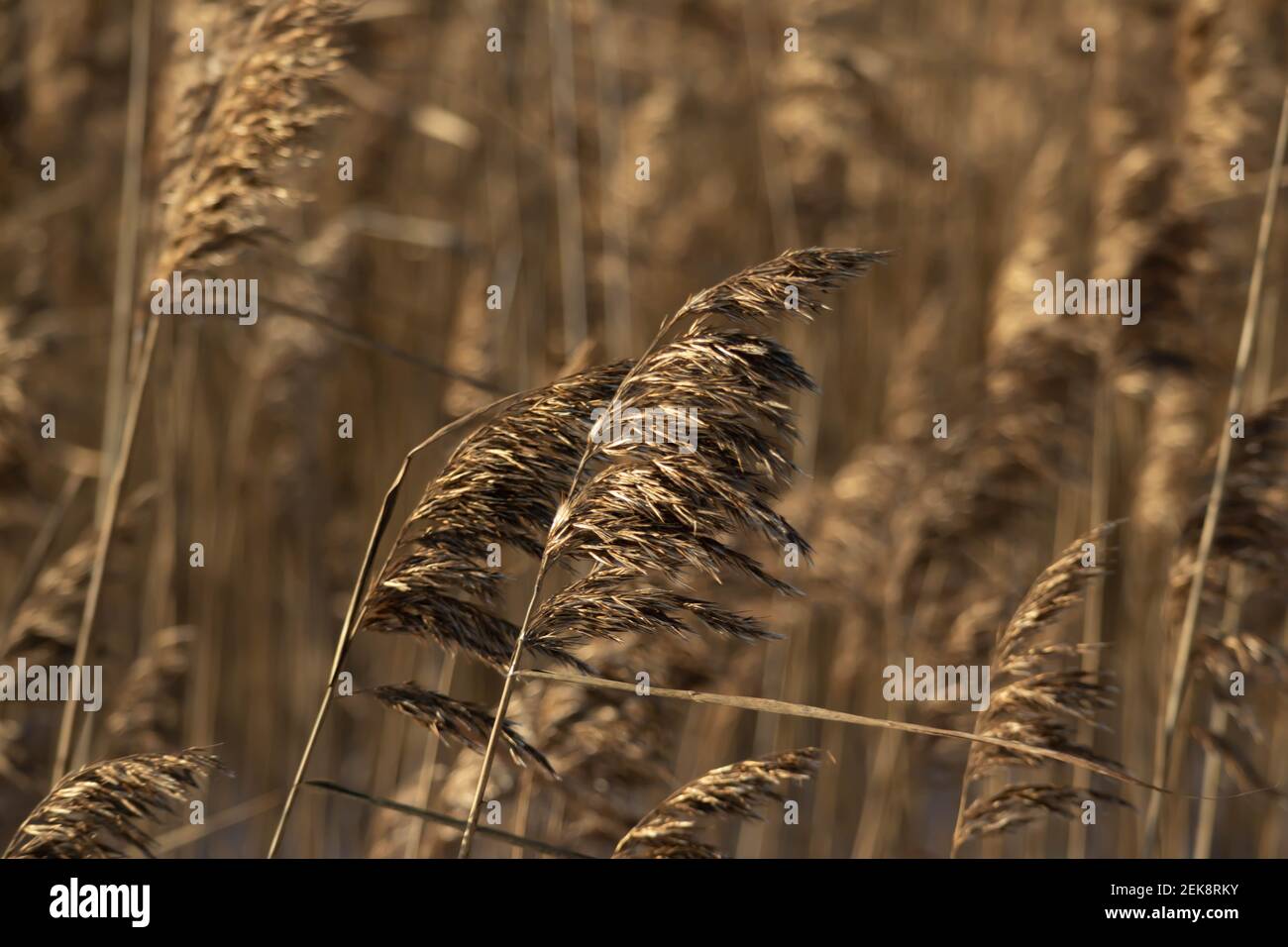 Dry reed on the lake, reed layer, reed seeds. Golden reed grass, pampas ...