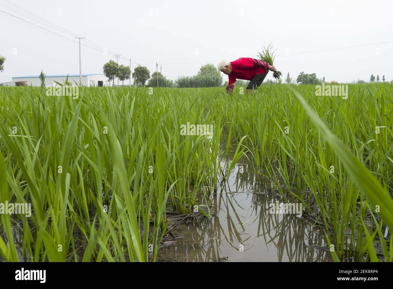 HAI'AN, CHINA - JULY 10, 2020 - A farmer cleared weeds in a rice field ...