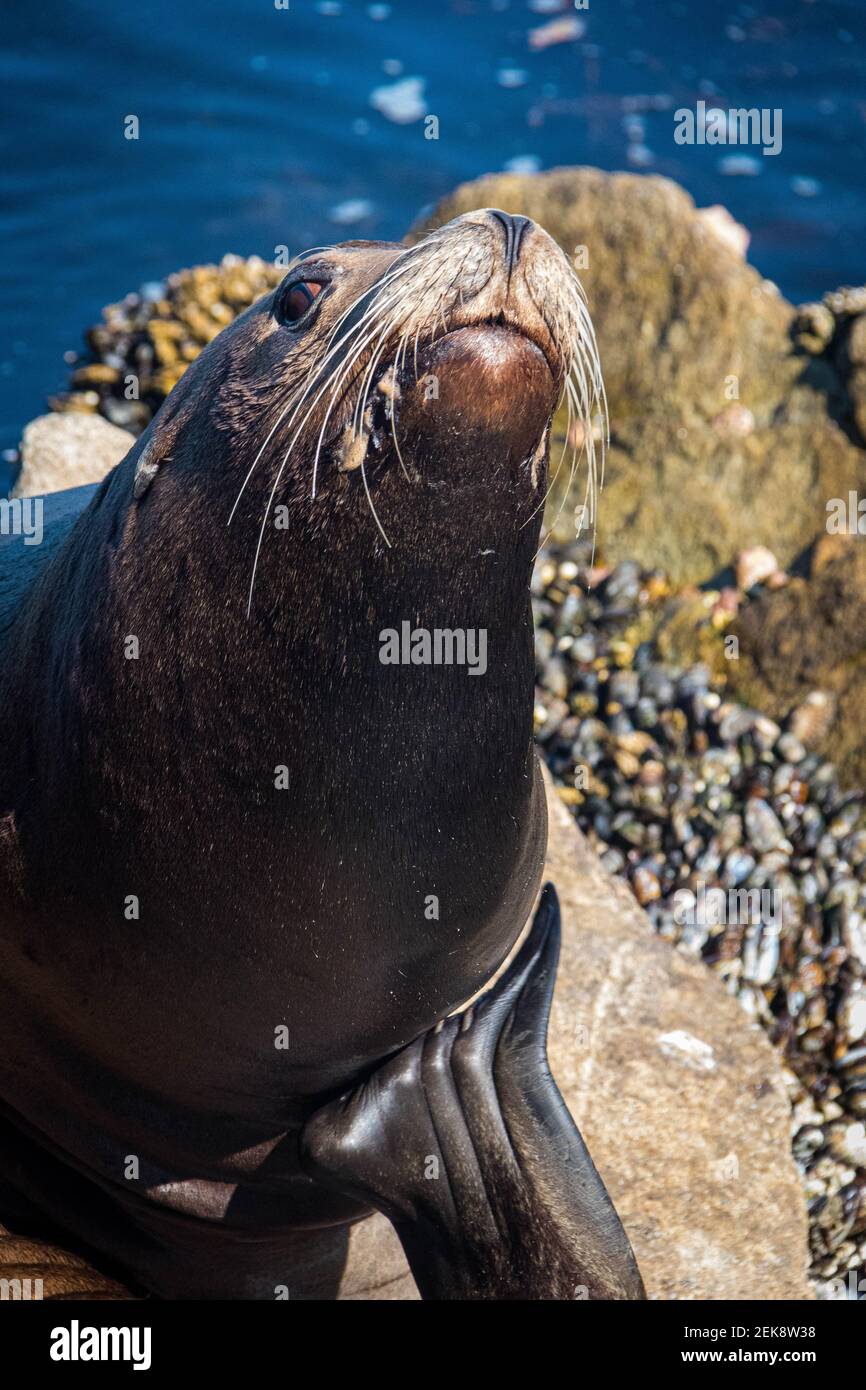 Monterey sea lion hi-res stock photography and images - Alamy