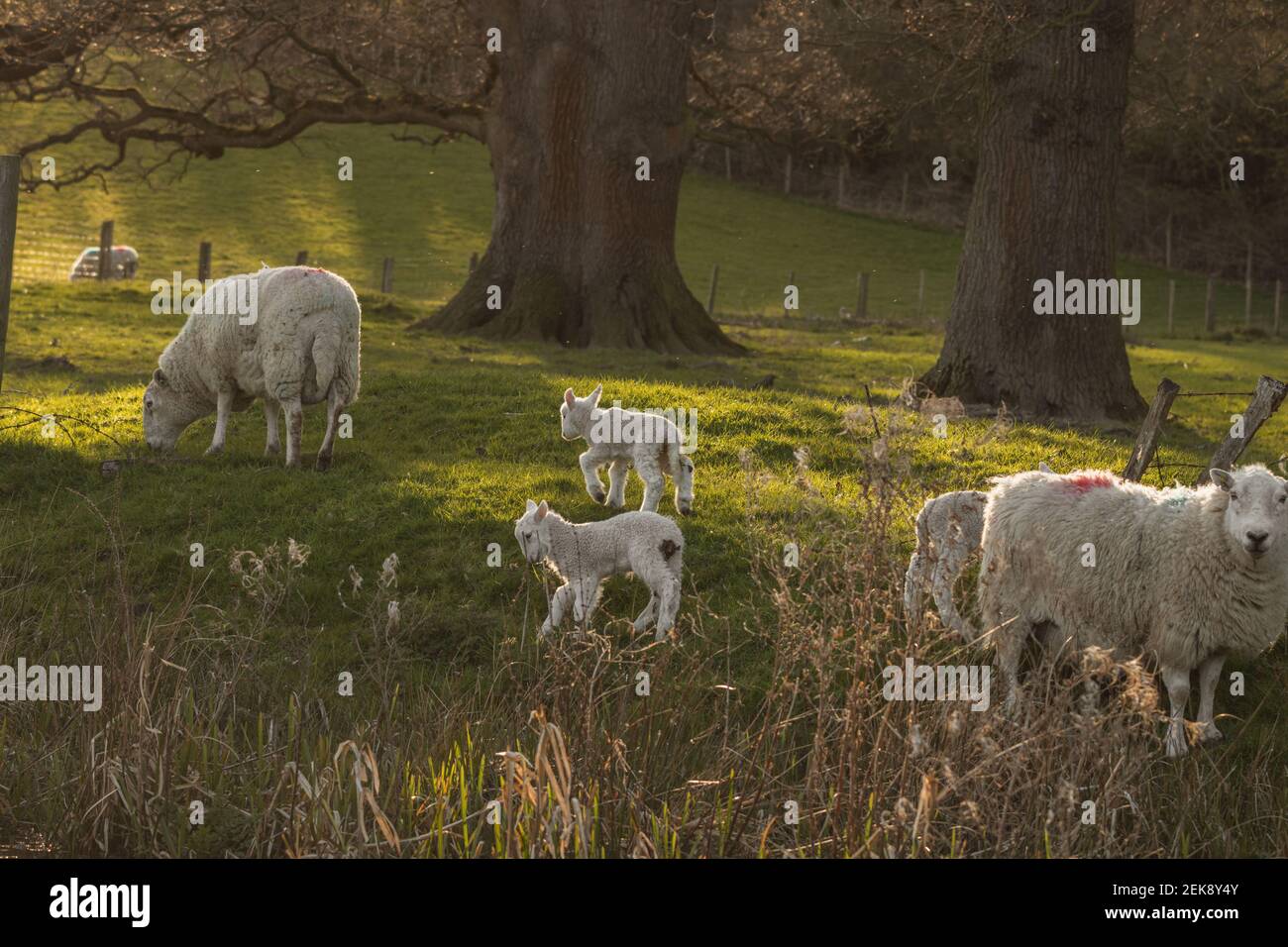 Young newborn lambs sharing intimate moment with ewe sheep (ovis aries ...