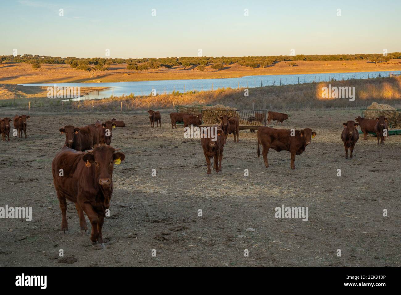 Brown cows on a rural brown dry field with lake on a summer blue sky ...