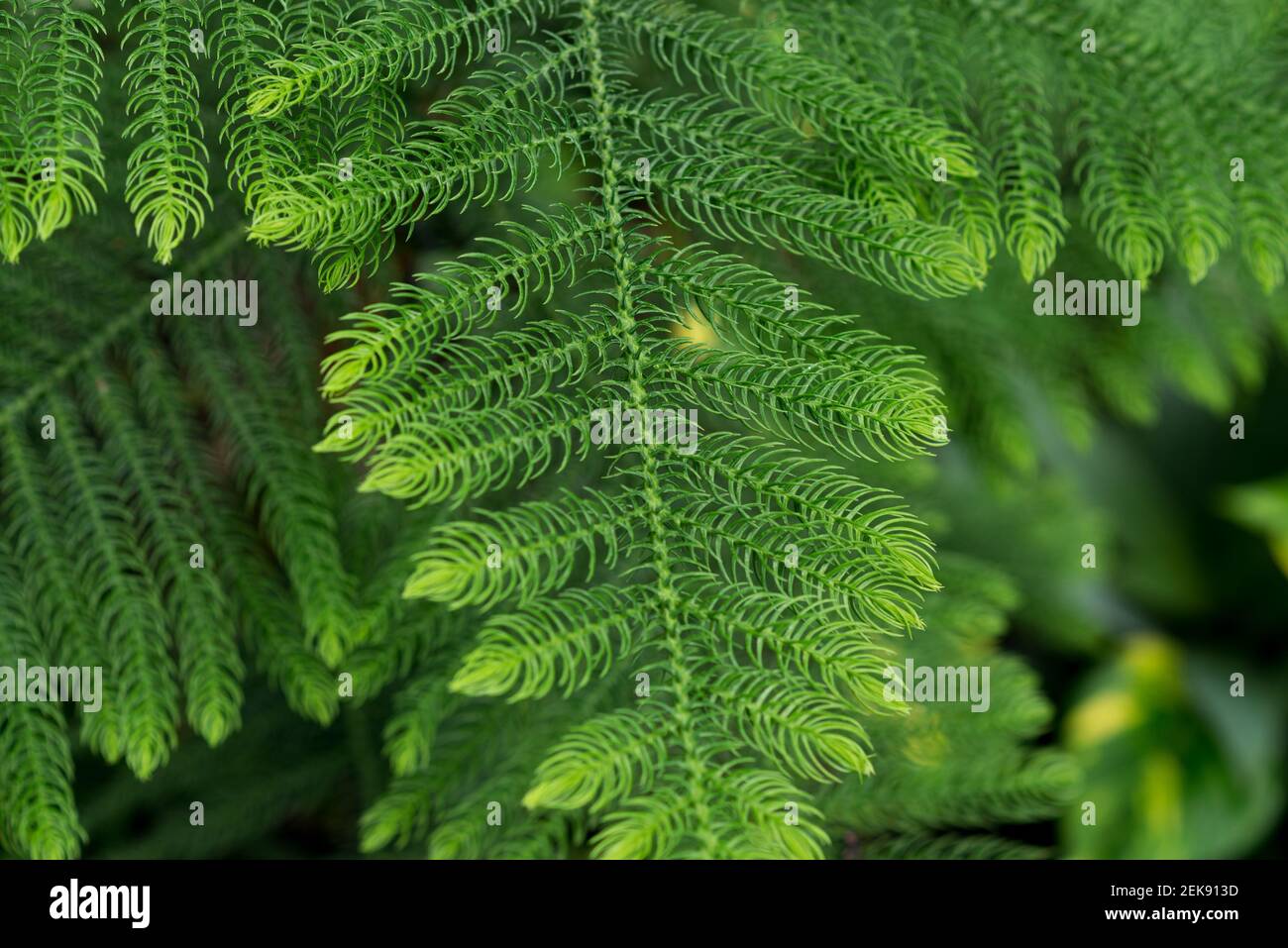 Tree branches Sequoia sempervirens close up Stock Photo - Alamy