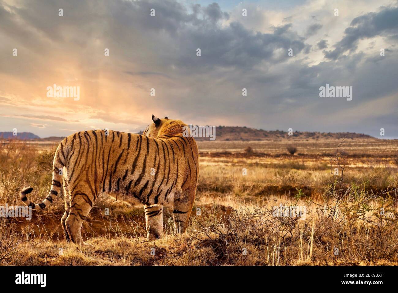 Territory markings hi-res stock photography and images - Alamy