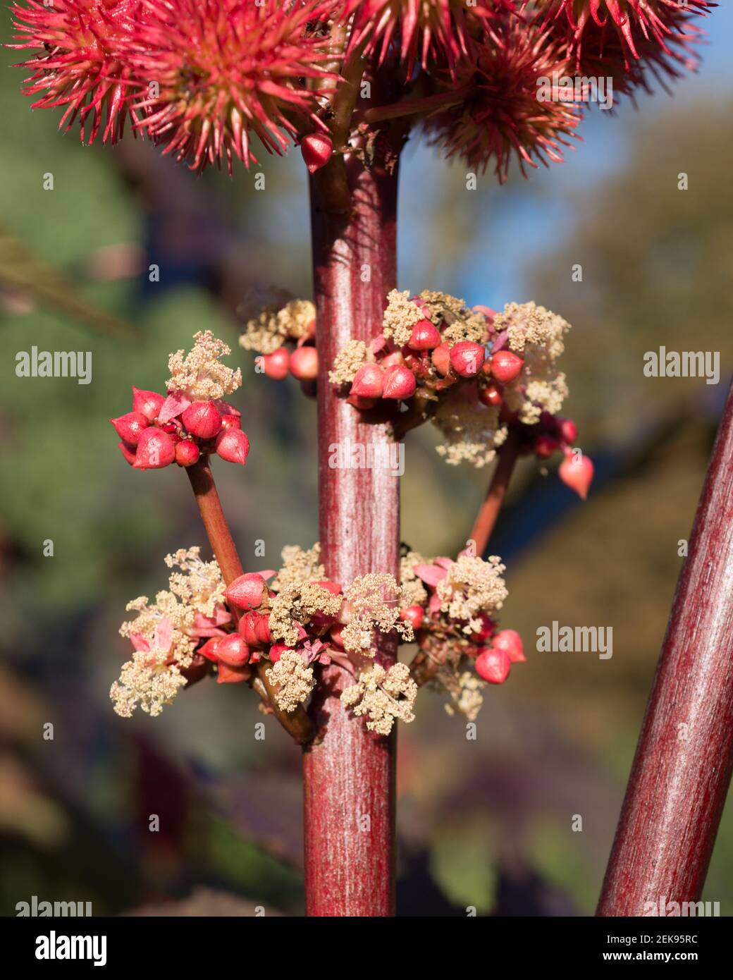 Ricinus communis flowers in the garden Stock Photo - Alamy