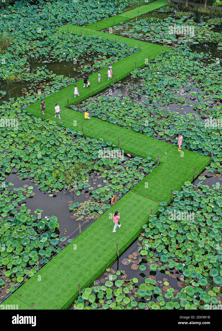 Aerial view of lotus flowers and lotus leaves blooming at the Lotus ...